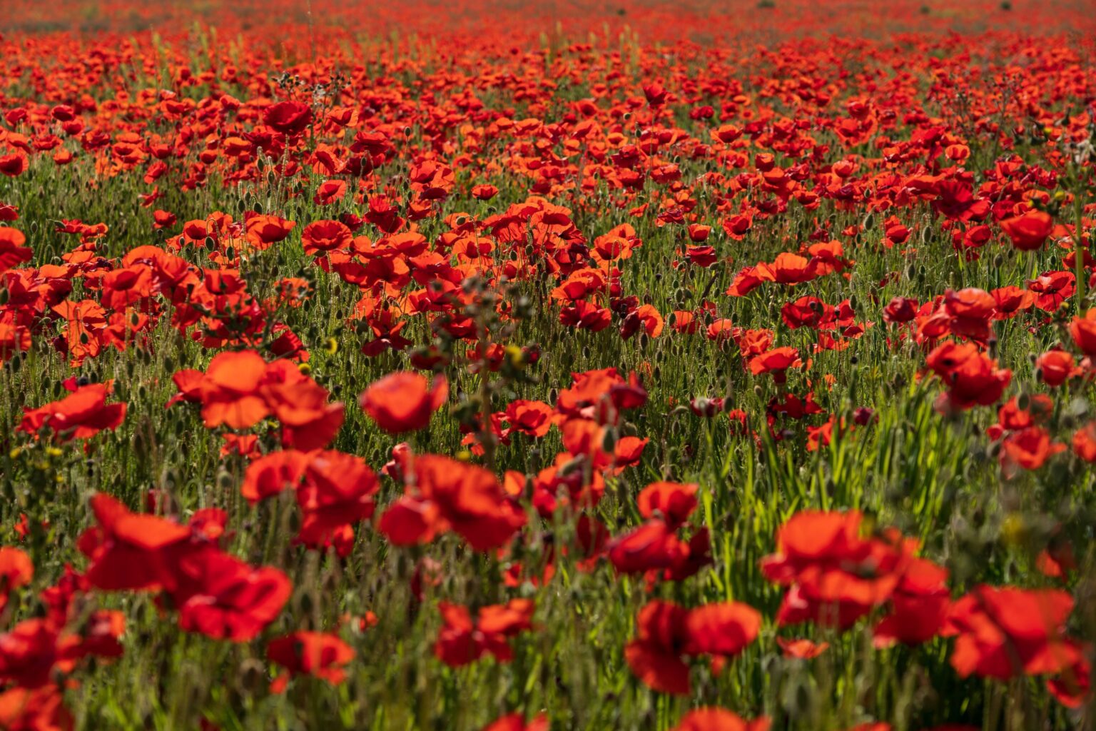 Remembrance Day Explained: History, Humanity and the Red Poppy - Canoo